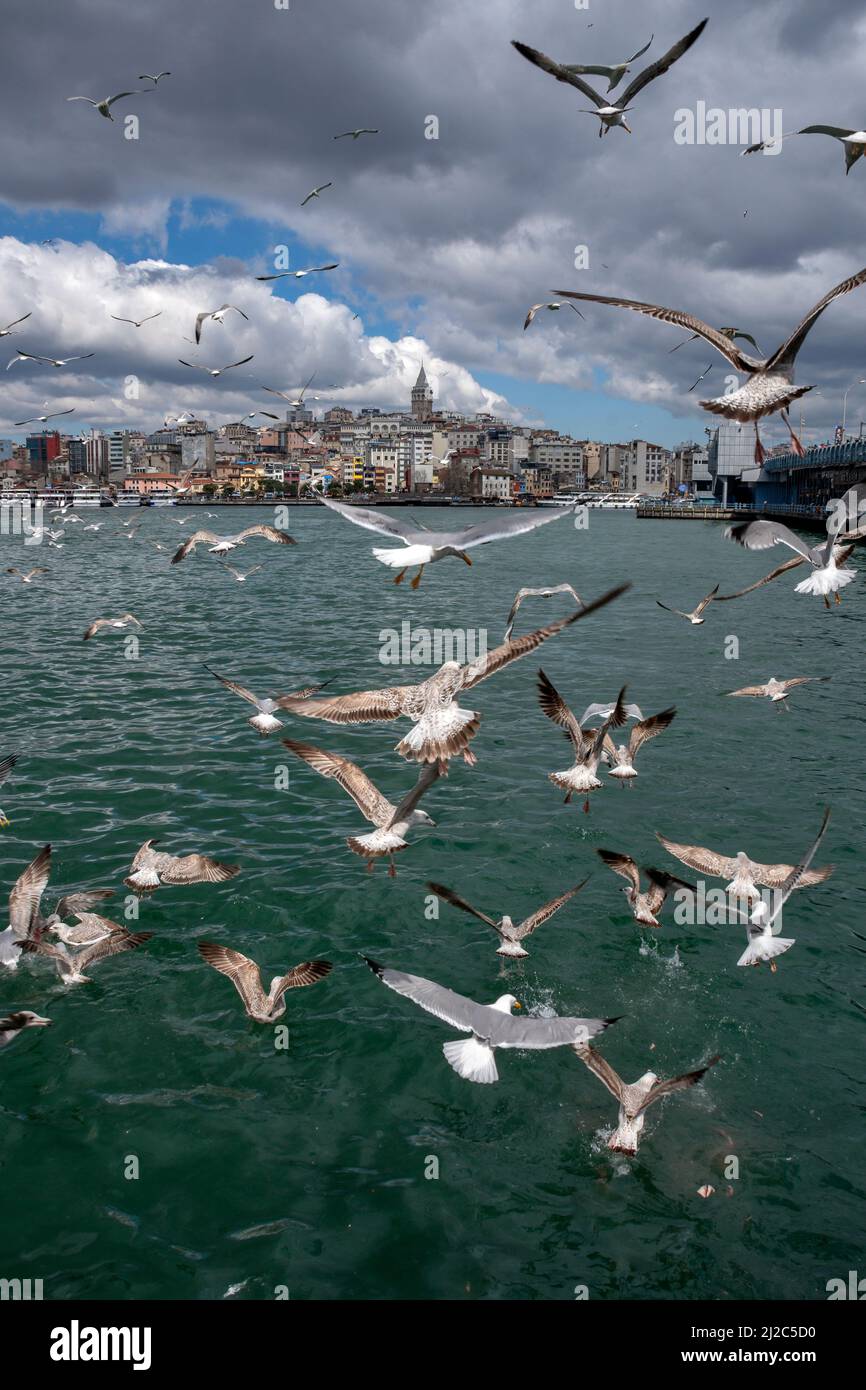 Seagulls of Istanbul, Turkey Stock Photo - Alamy