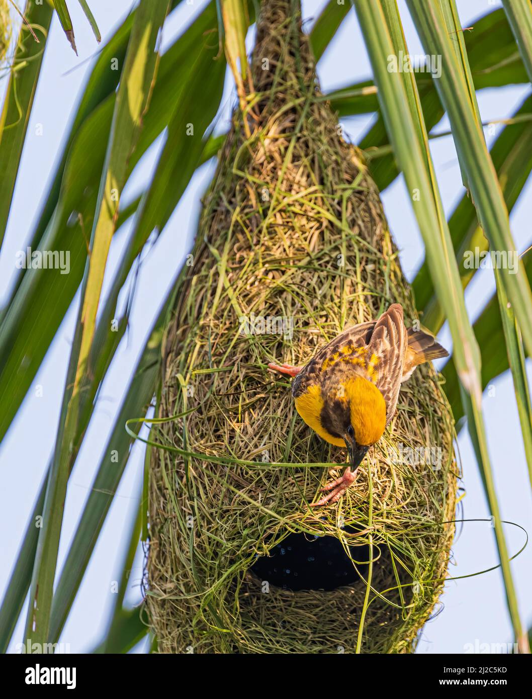 A weaver bird showing its skill of weaving Stock Photo - Alamy