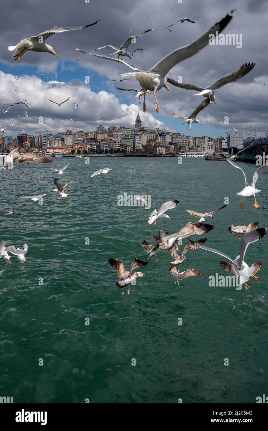 Seagulls of Istanbul, Turkey Stock Photo - Alamy