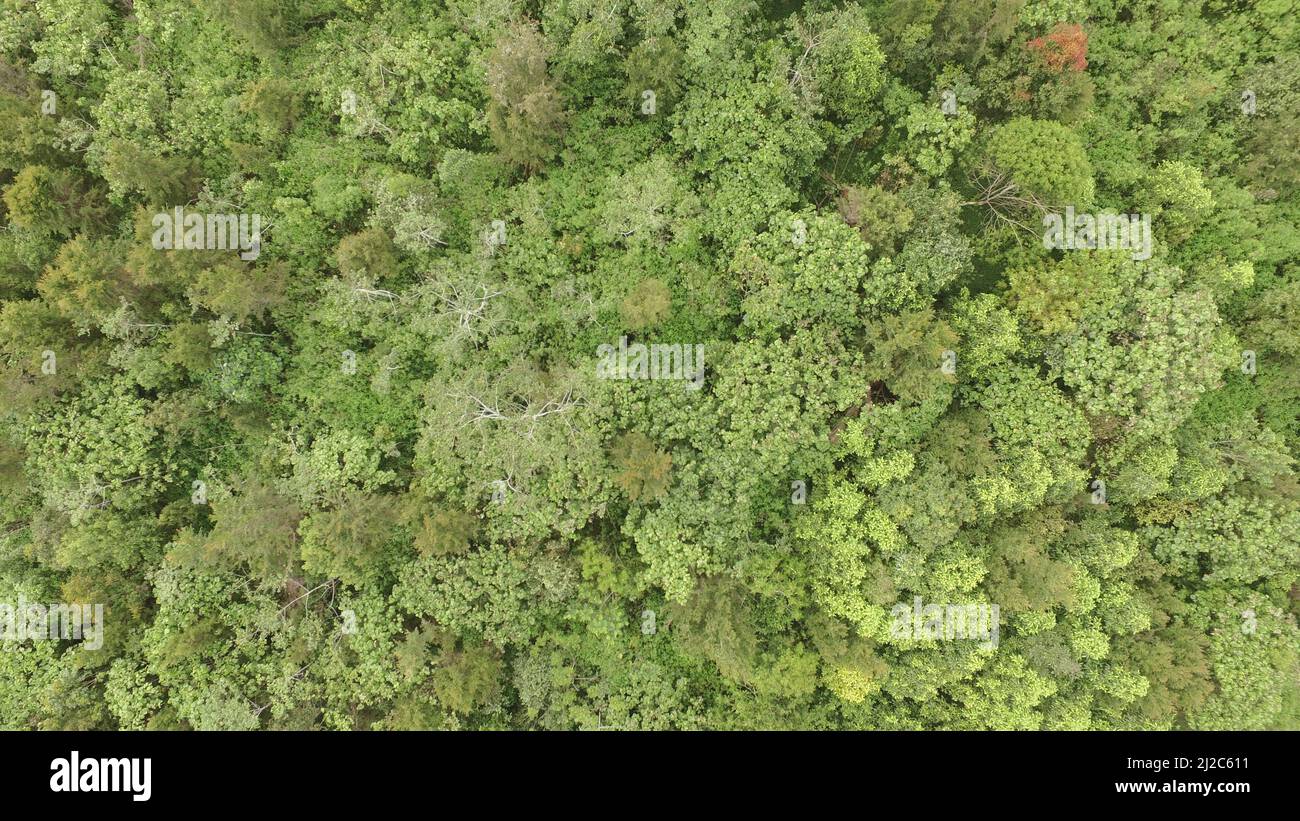 An aerial view of tree vegetation in Manggarai, Flores, Indonesia Stock ...