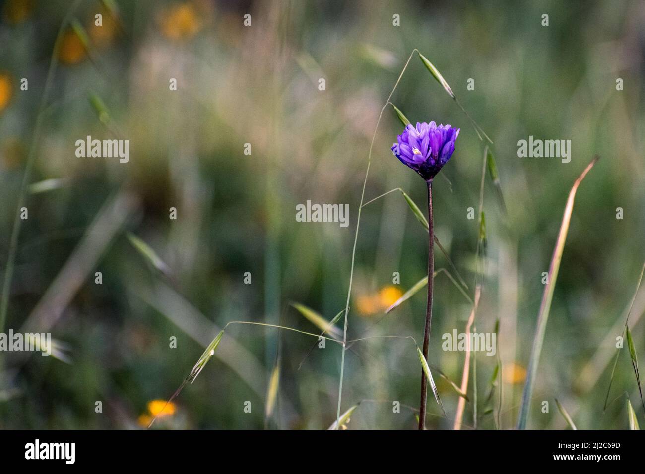 spring wildflower bloom Stock Photo - Alamy