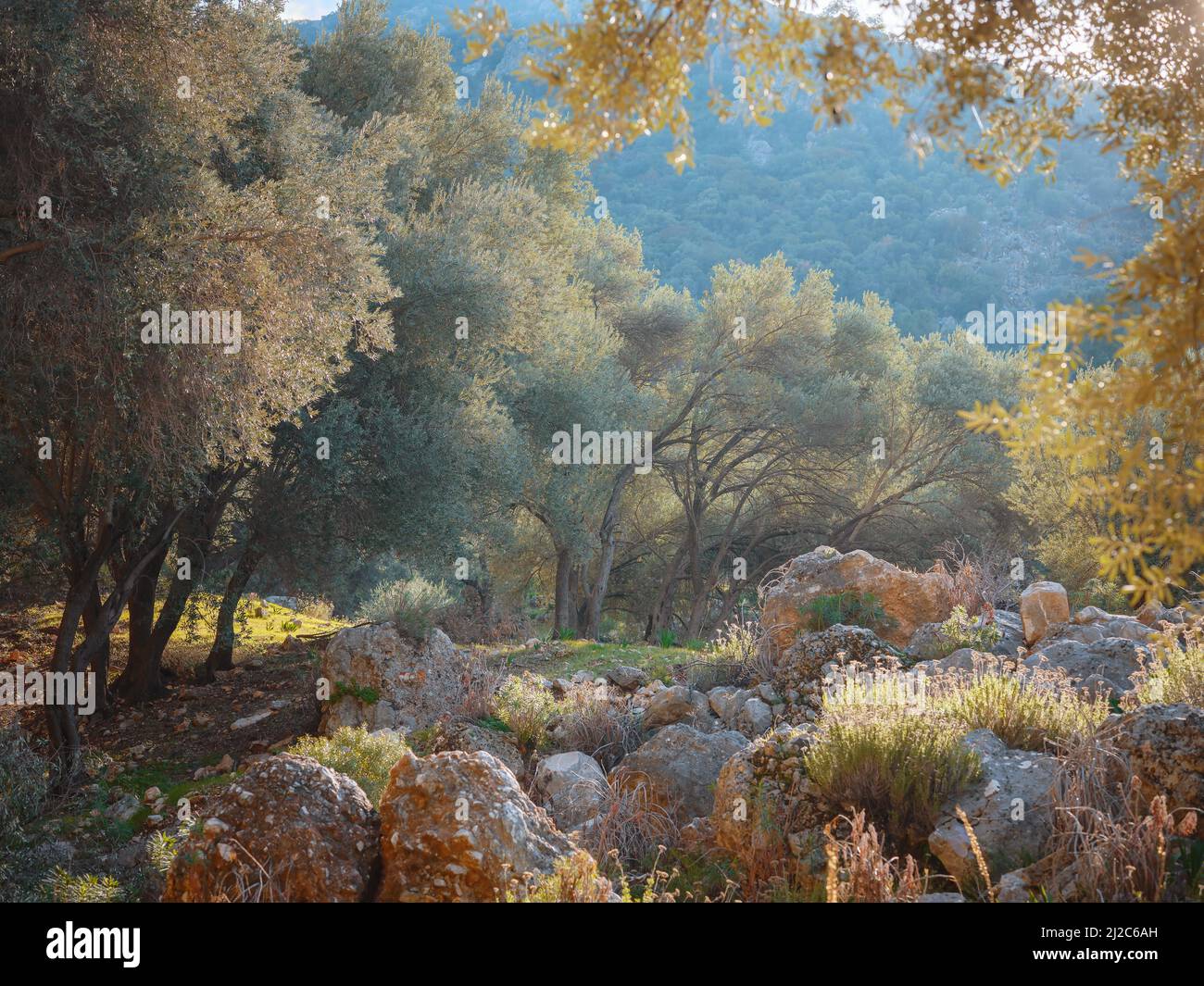 walk in olive grove, Harvest ready to produce extra virgin olive oil ...