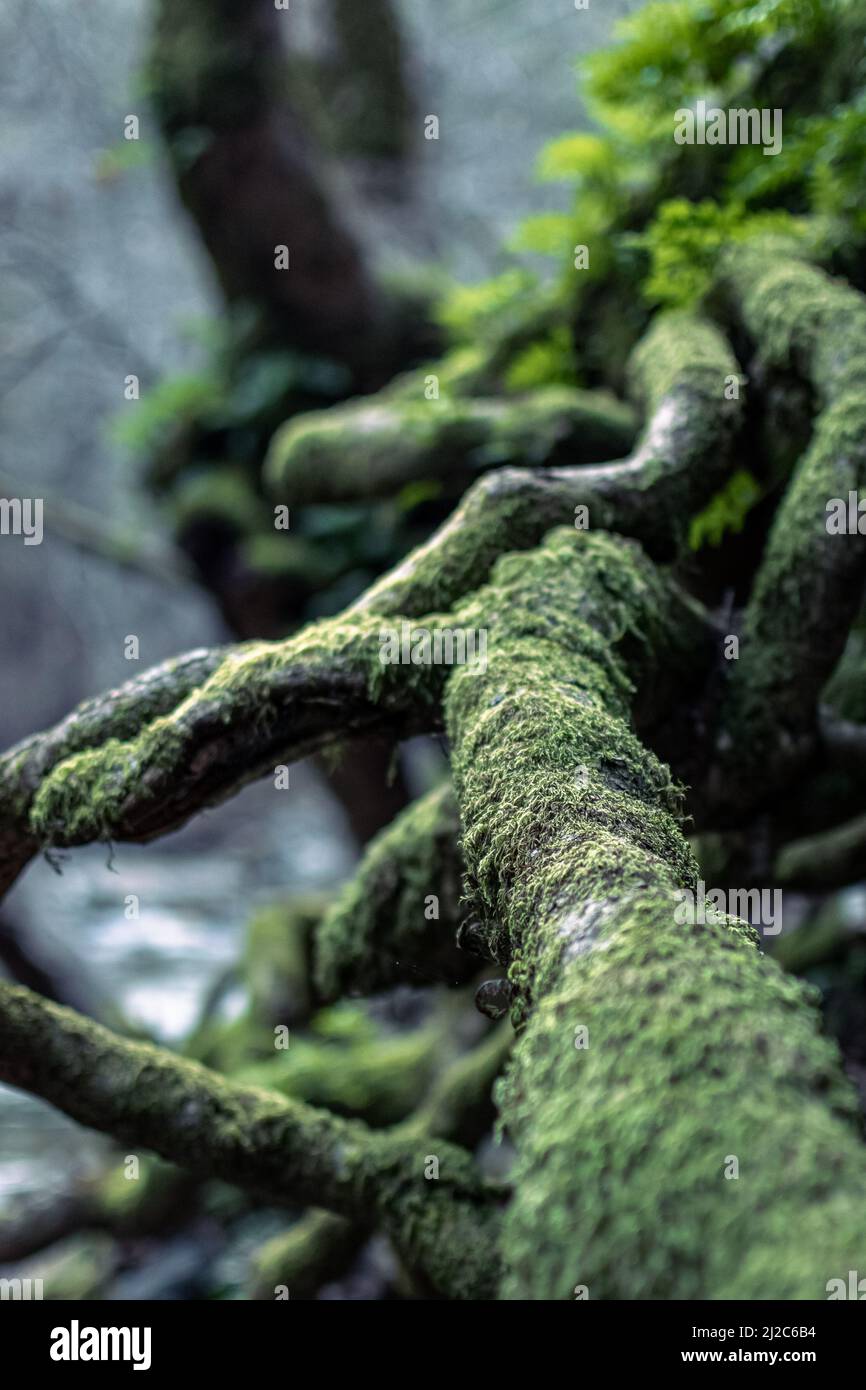 Mossy roots hi-res stock photography and images - Alamy