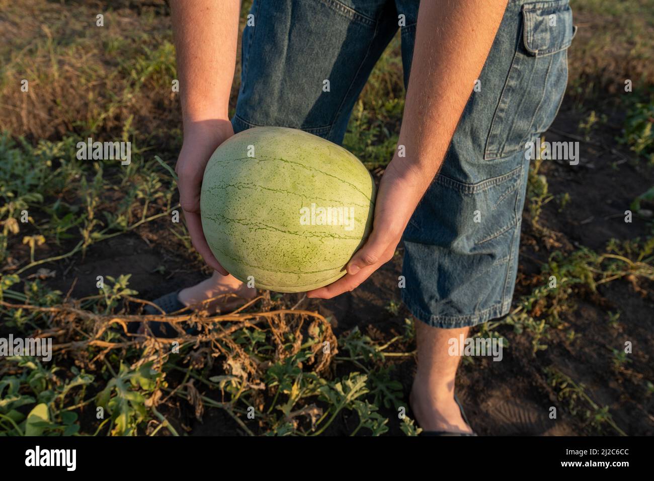 Hands man watermelon in hi-res stock photography and images - Alamy