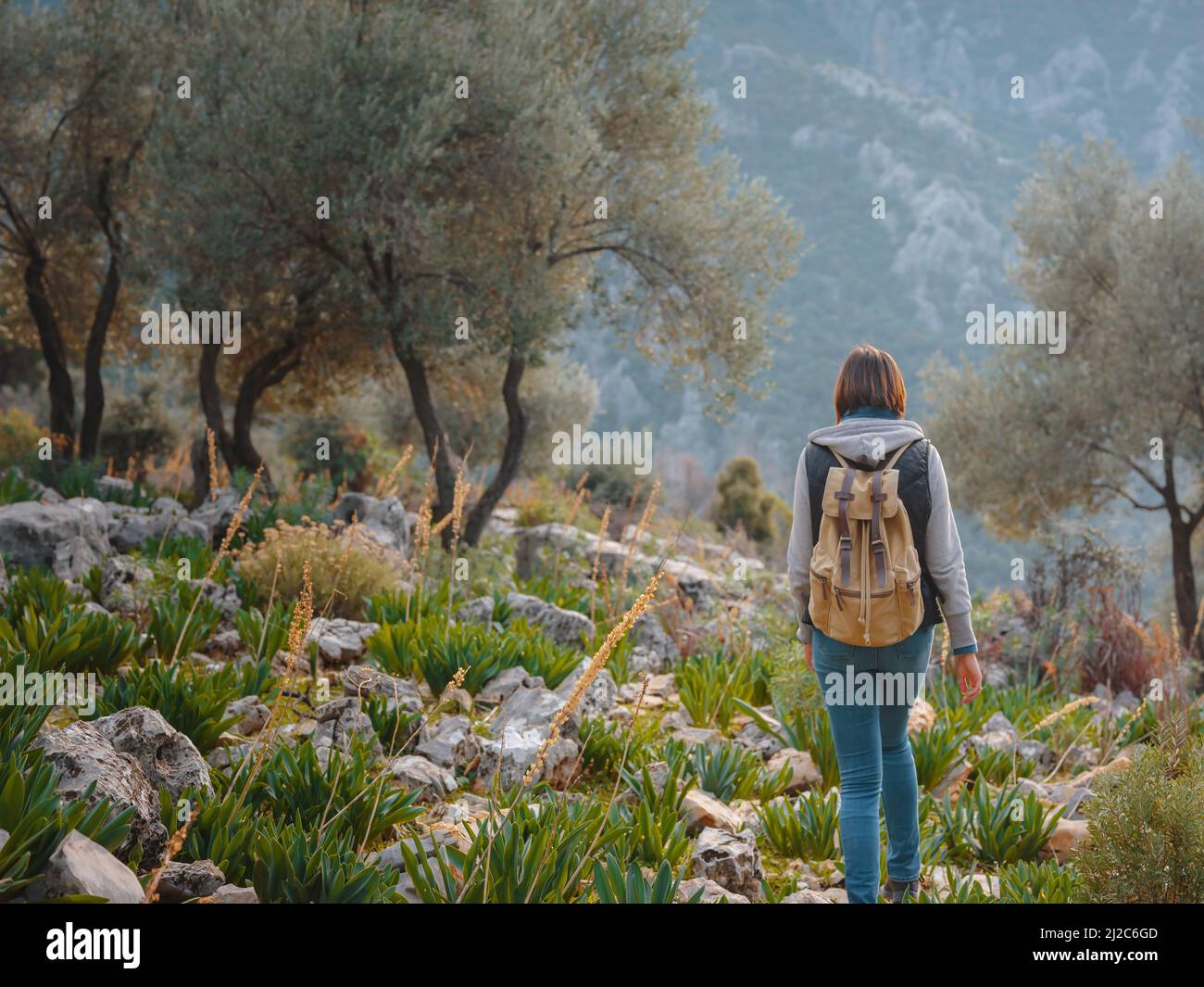 walk in olive grove, Harvest ready to produce extra virgin olive oil ...