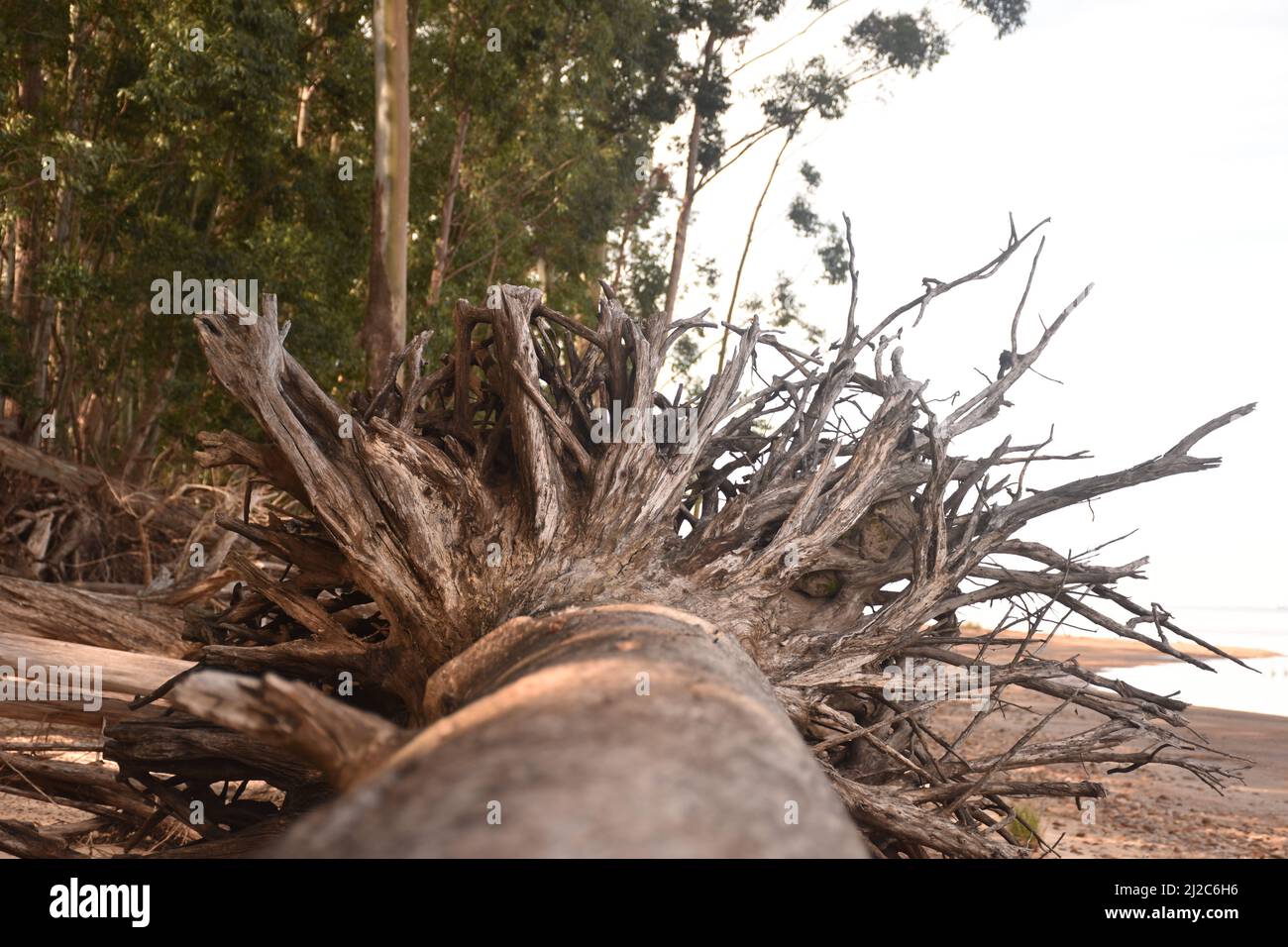 A fallen tree with huge dry roots on the shore Stock Photo - Alamy
