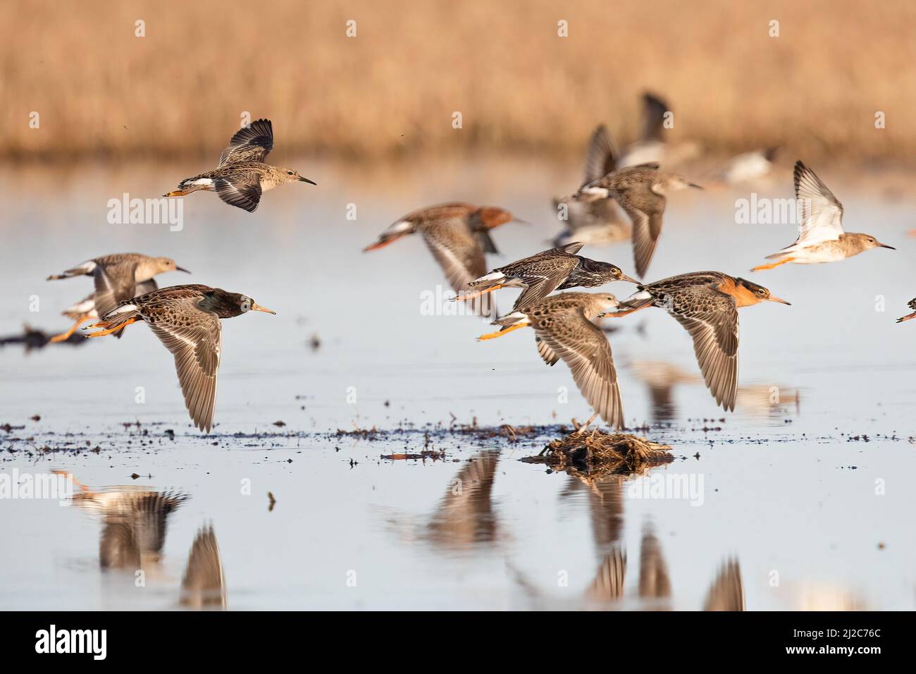Female ruff reeve philomachus pugnax hi-res stock photography and ...