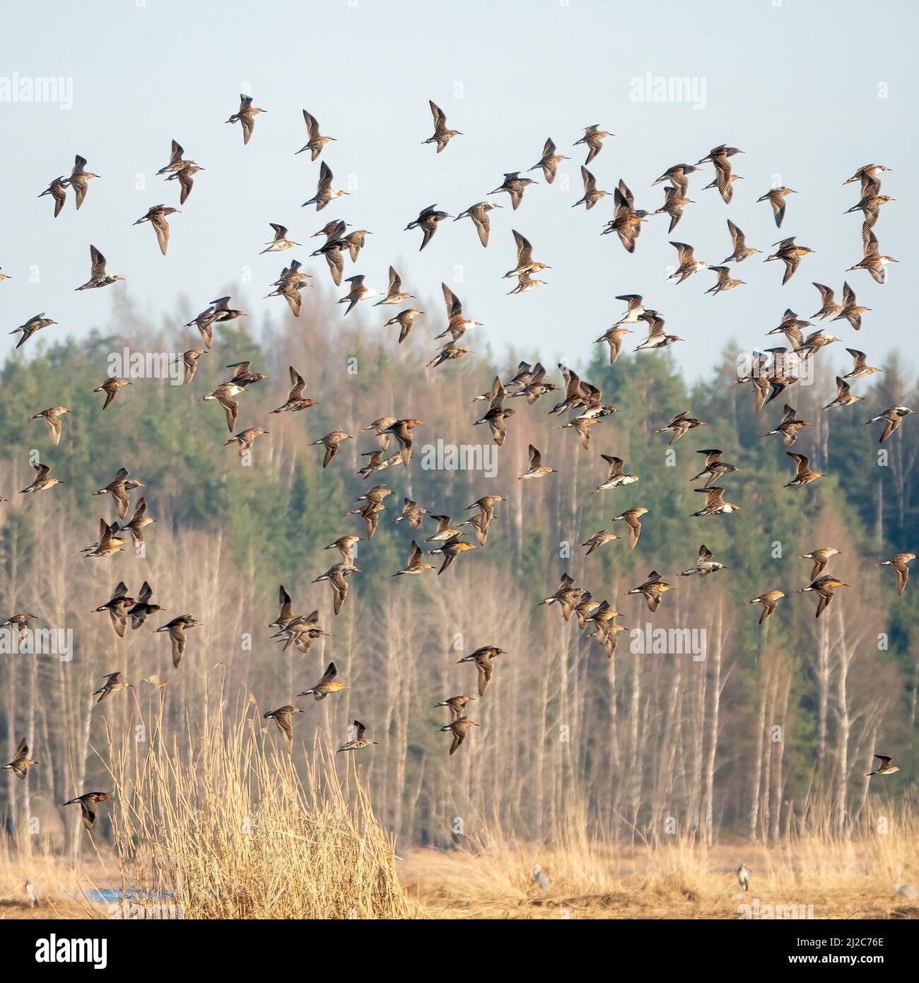 Female ruff reeve philomachus pugnax hi-res stock photography and ...