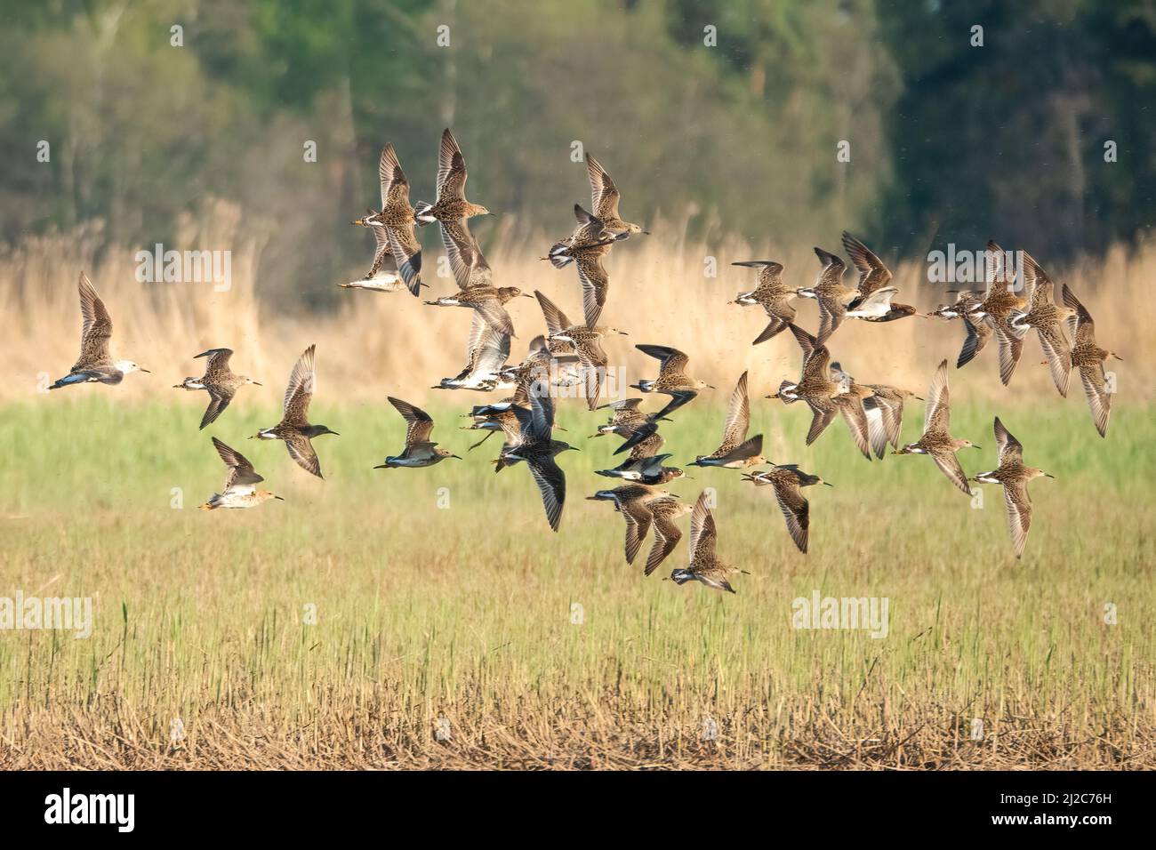 Female ruff reeve hi-res stock photography and images - Alamy