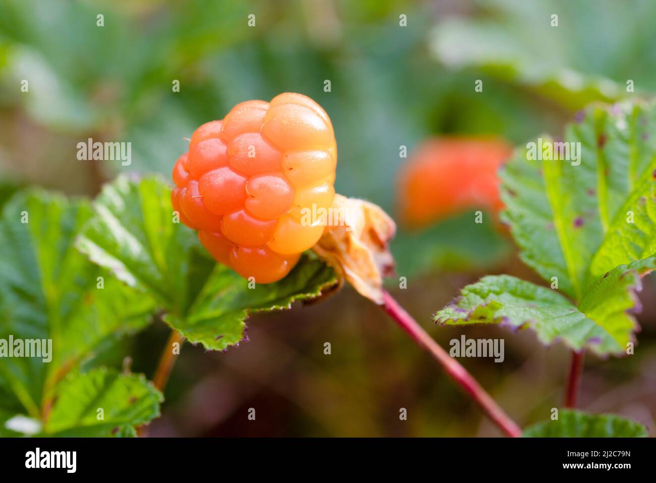 Clouberry hi-res stock photography and images - Alamy