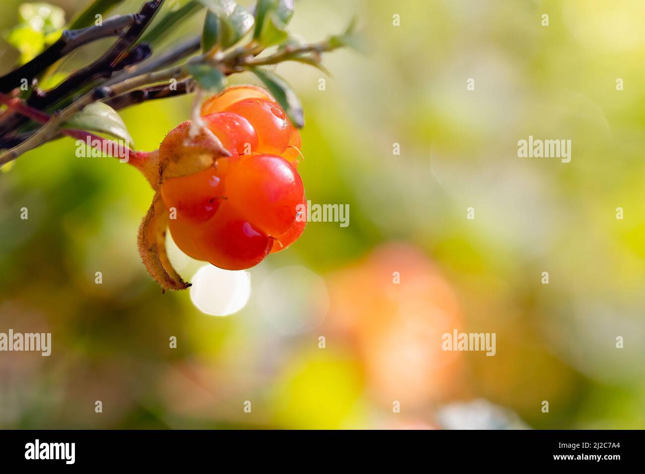 Clouberry hi-res stock photography and images - Alamy
