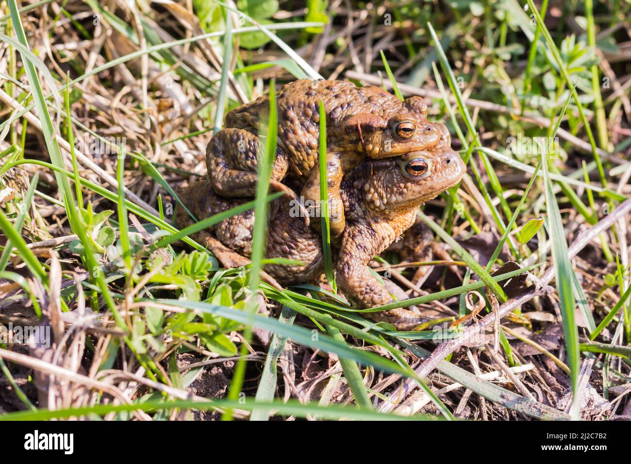 Reptile mating hi-res stock photography and images - Alamy