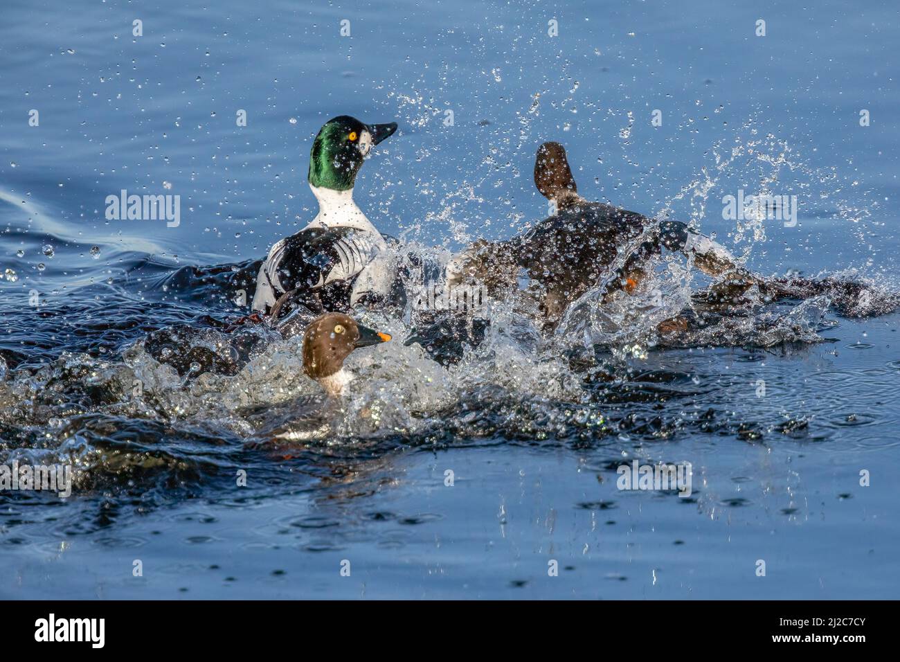 Goldeneye flying hi-res stock photography and images - Alamy