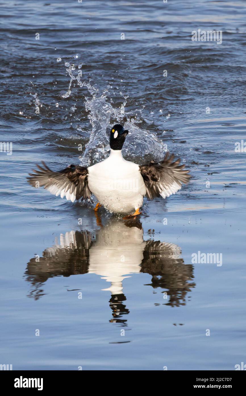 Goldeneye flying hi-res stock photography and images - Alamy