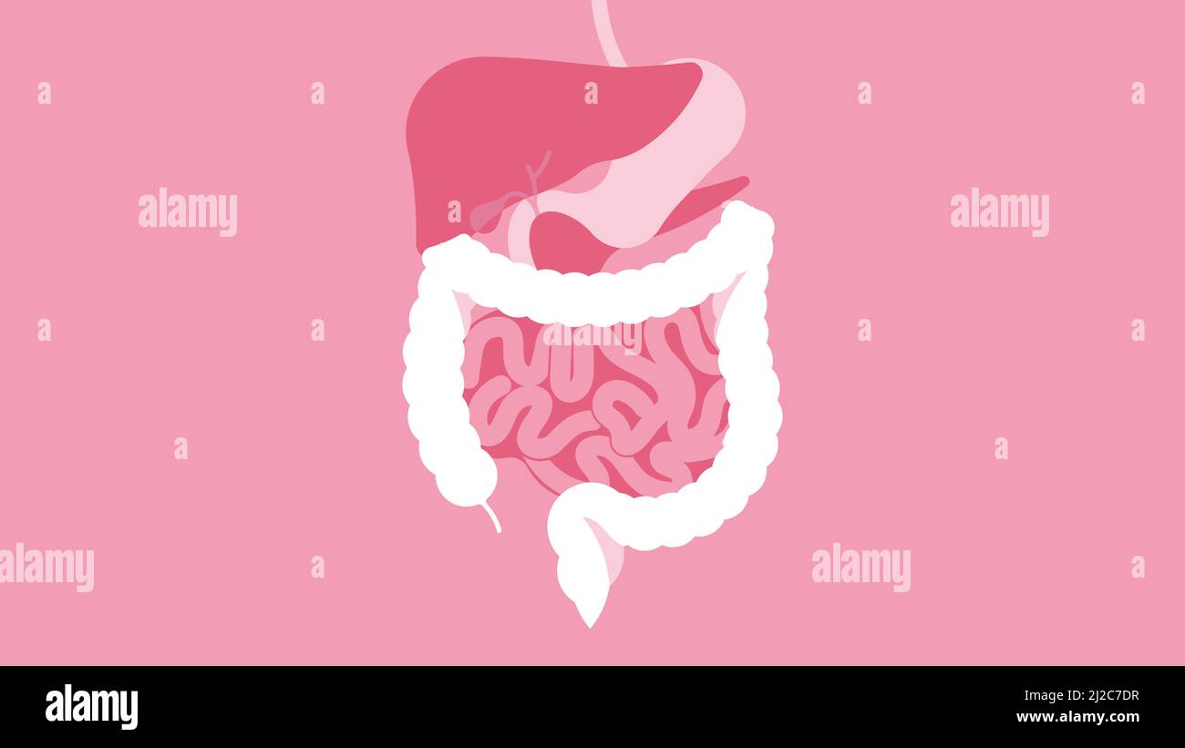 Human Digestive System. The stomach, liver, spleen, gallbladder, small ...