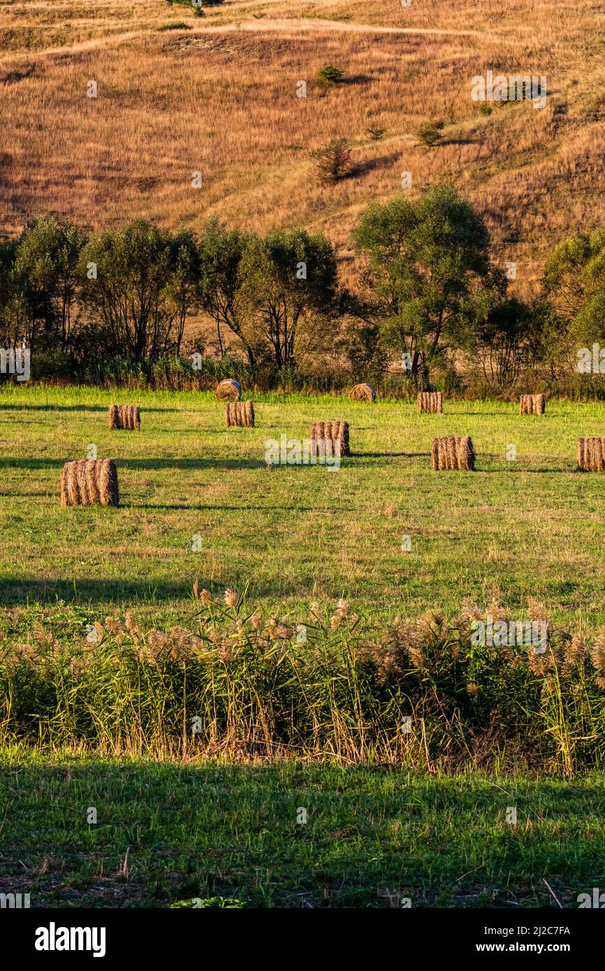 Golden hay bales. Agricultural parcels of different crops and hay roll ...