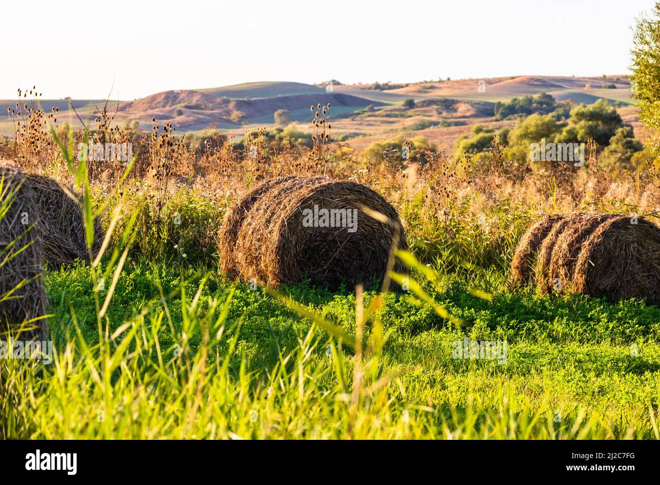 Golden hay bales. Agricultural parcels of different crops and hay roll ...