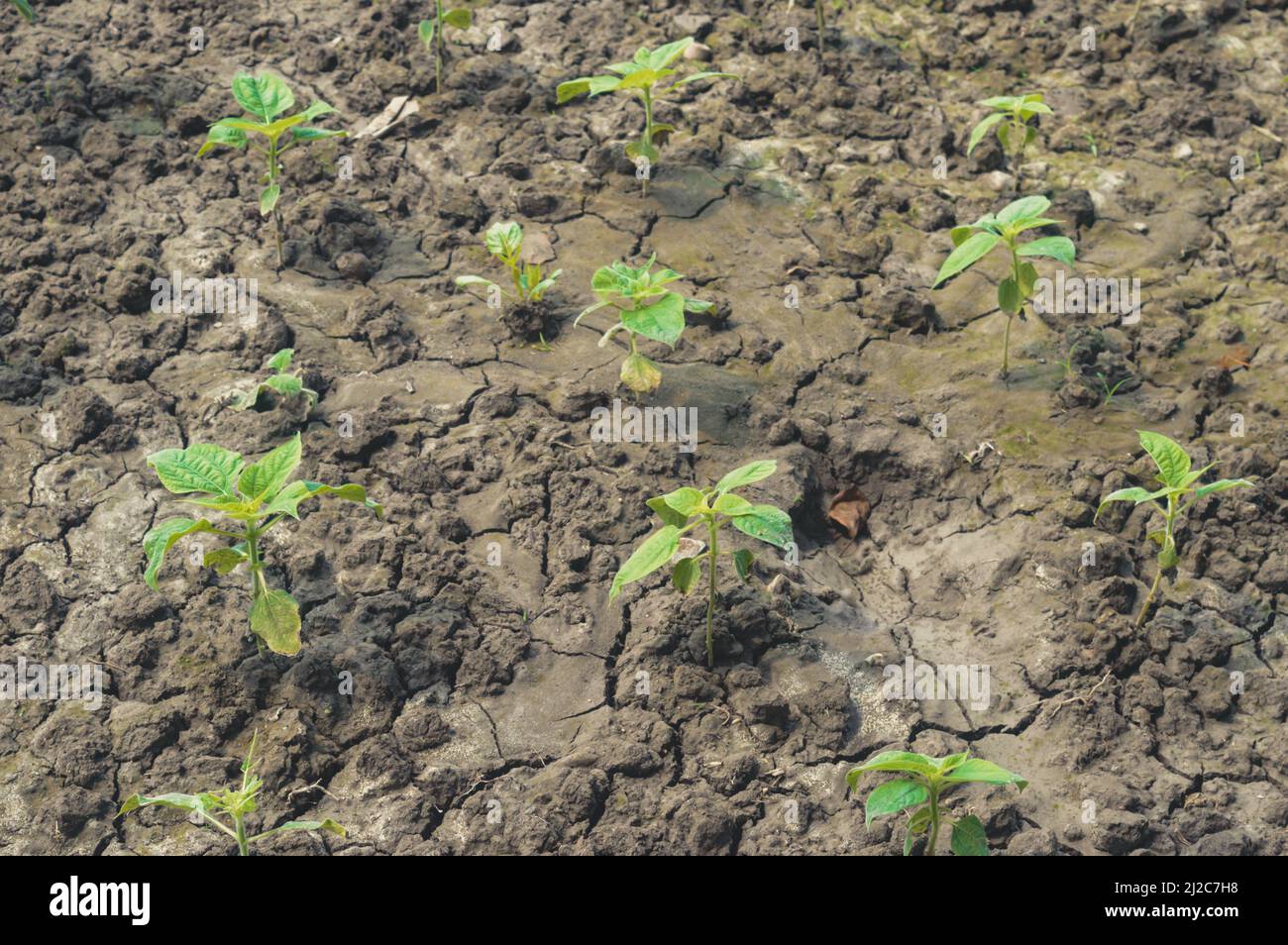 Agriculture. Growing plants. Plant seedling. young baby plants growing ...
