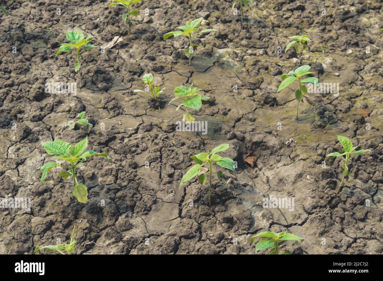 Agriculture. Growing plants. Plant seedling. young baby plants growing ...