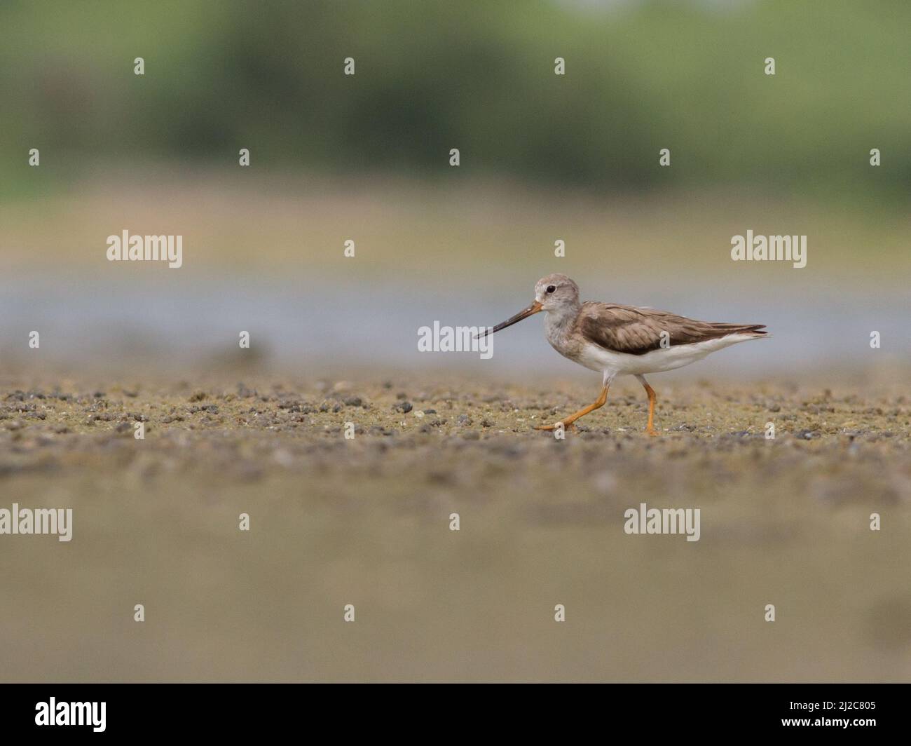 Insect catching bird hi-res stock photography and images - Alamy