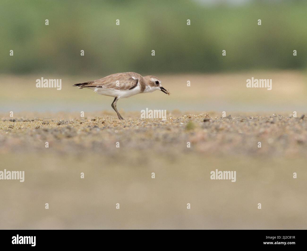 Insect catching bird hi-res stock photography and images - Alamy