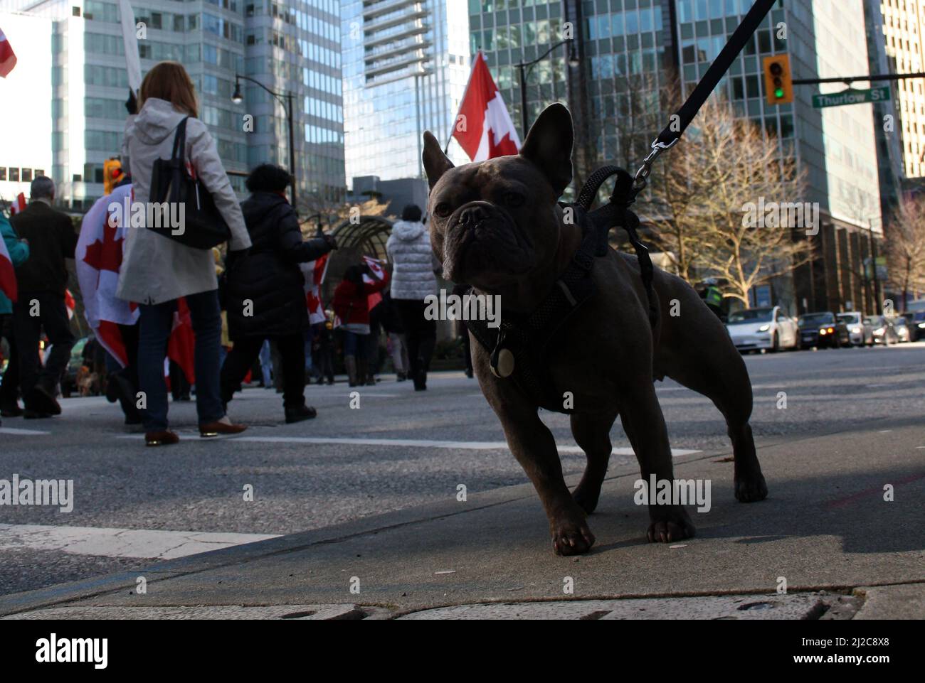 A Bulldog on a leash in the street of Vancouver, British Columbia ...