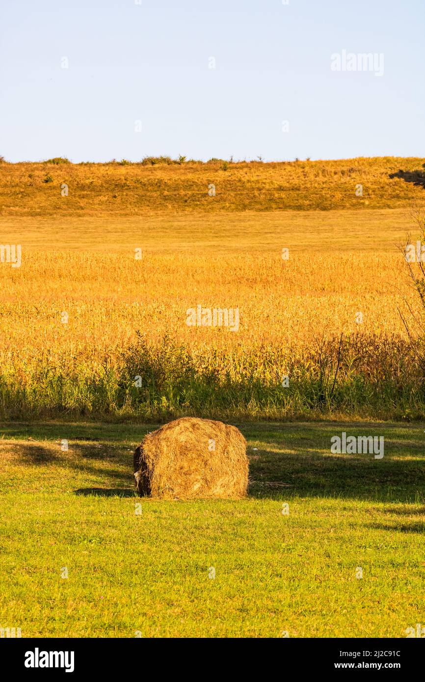 Golden hay bales. Agricultural parcels of different crops and hay roll ...