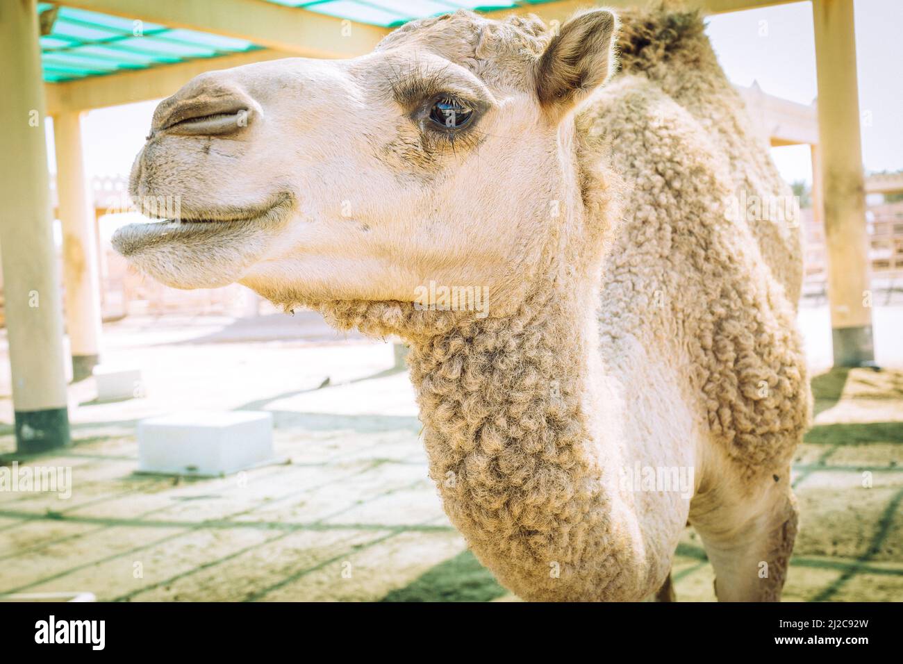 A portrait of a cue white camel Stock Photo - Alamy