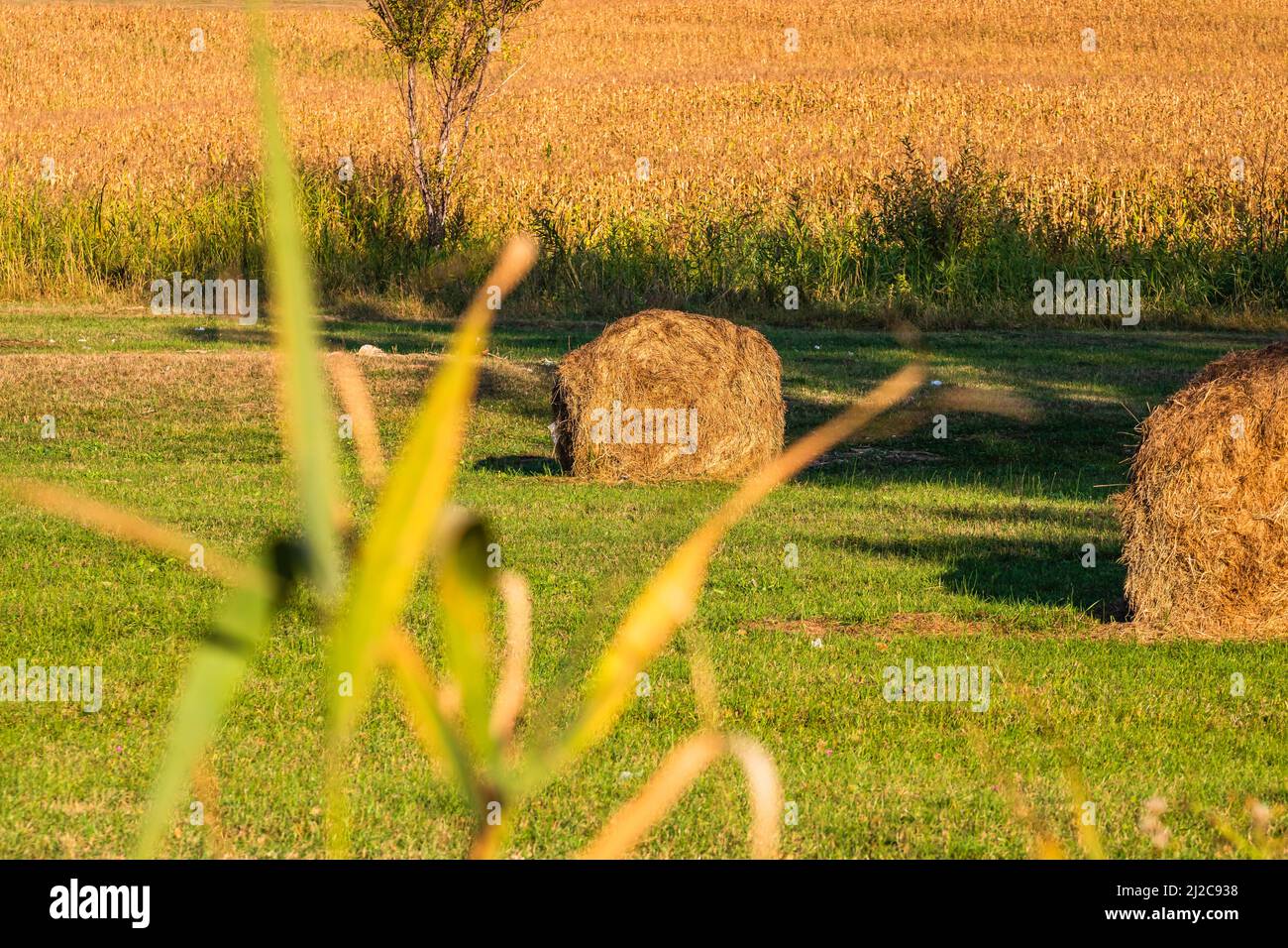 Golden hay bales. Agricultural parcels of different crops and hay roll ...