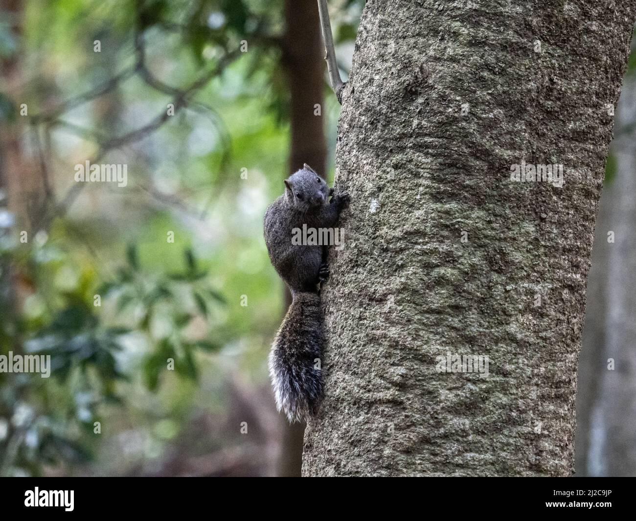 A Pallas's Squirrel on a tree in a forest near Yokohama, Japan Stock ...