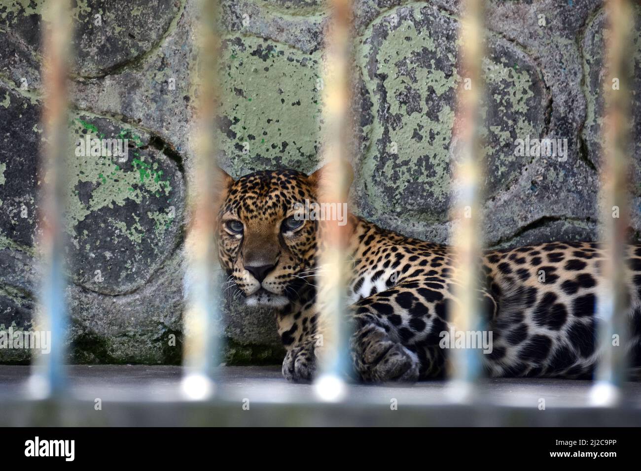 leopard in the cage, Panthera pardus, Gembira Loka Zoo, Yogyakarta ...