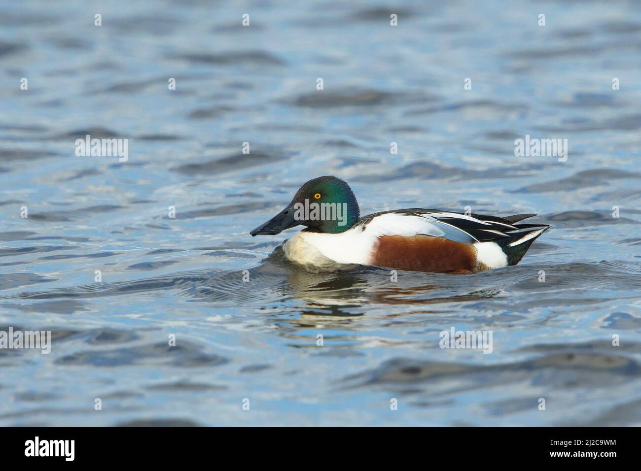 Northern Shoveler (Spatula clypeata) drake swimming in a lake Stock ...