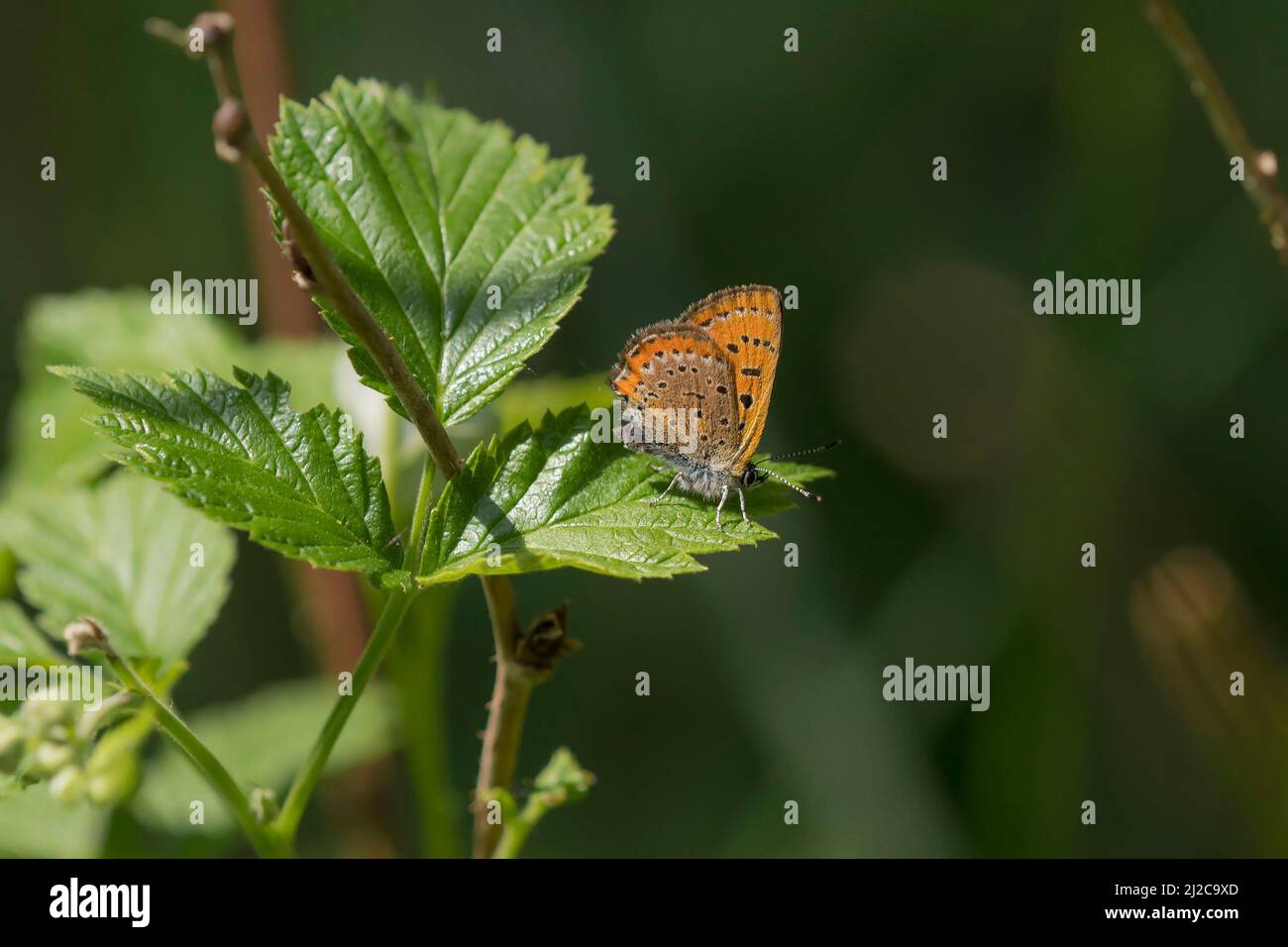 Violet Copper (Lycaena helle) resting on leaf Stock Photo - Alamy