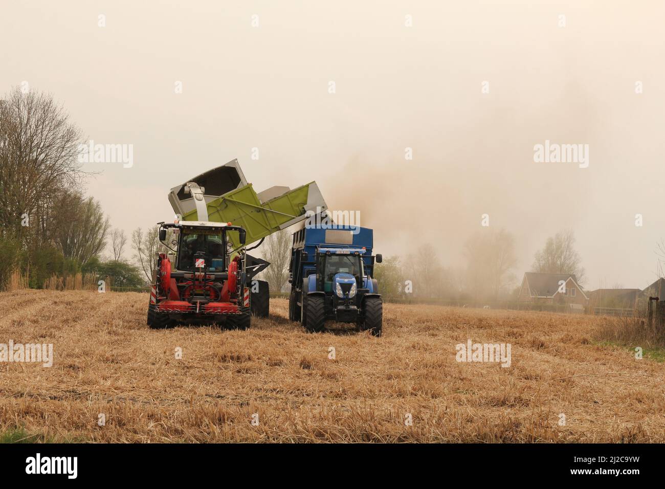 a big corn harvester is unloading harvested elephant grass in a big ...