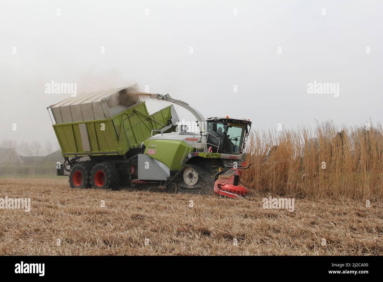 a big combine harvester is mowing and chopping elephant grass in the ...