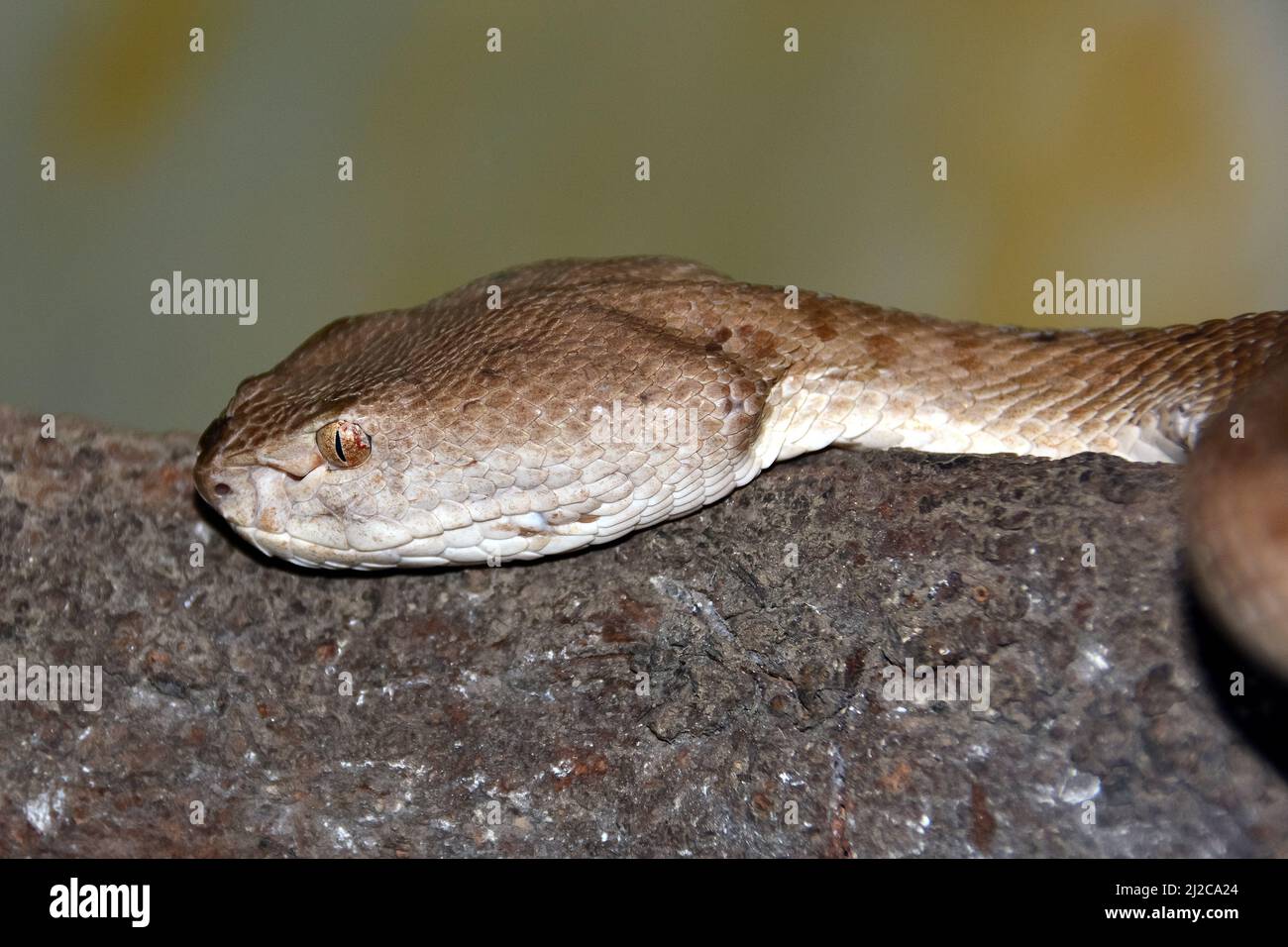 Banded tree viper hi-res stock photography and images - Alamy