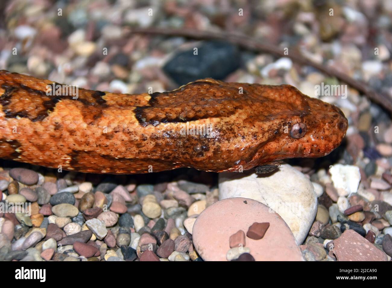viper boa or New Guinea ground boa, Neuguinea-Boa, Candoia aspera, új ...