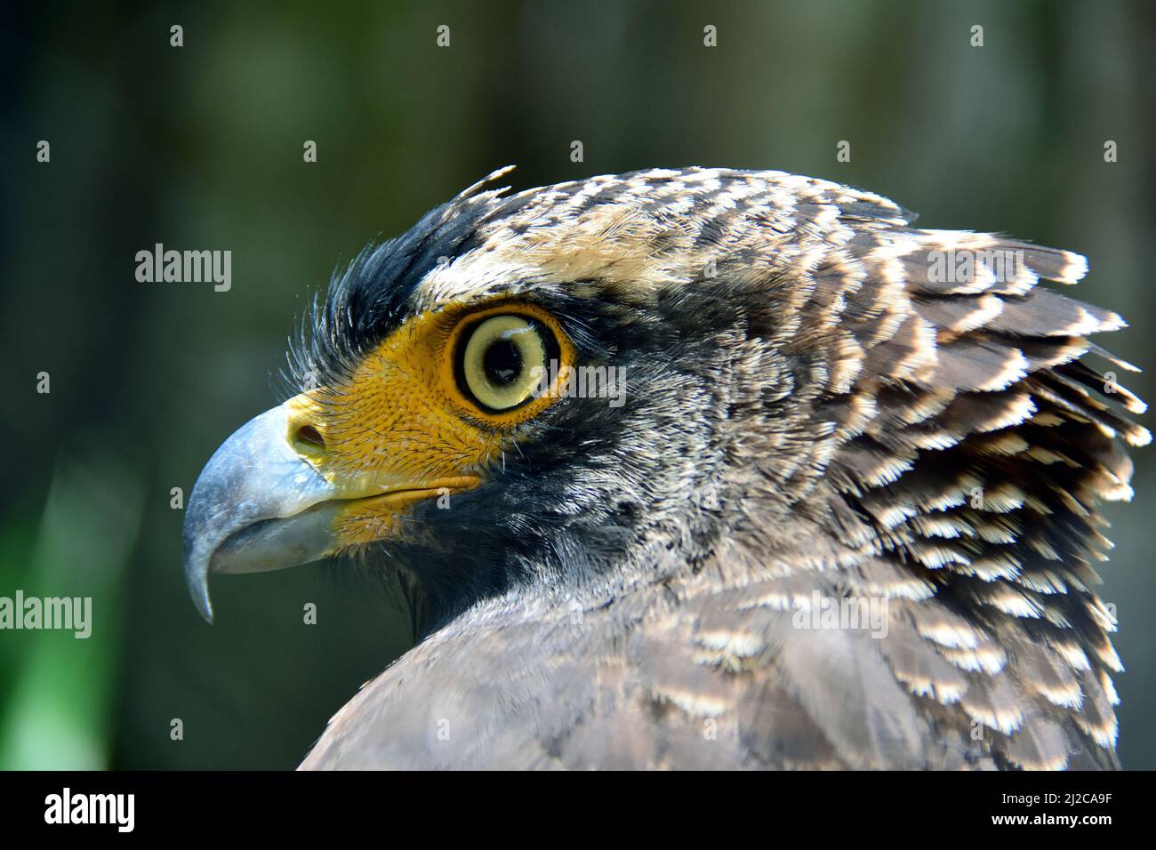 Crested serpent eagle, Schlangenweihe, Spilornis cheela, kontyos ...
