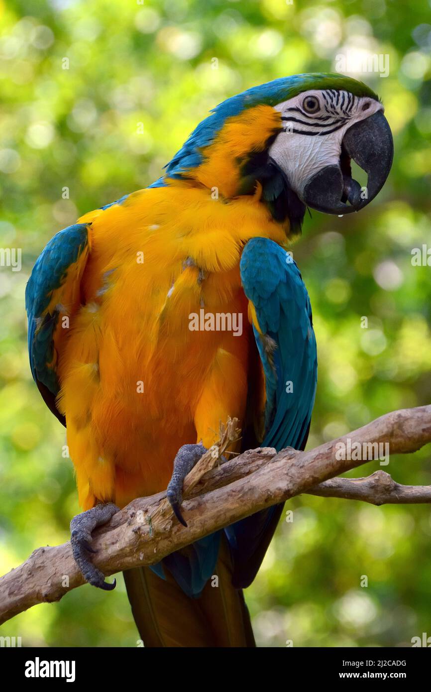 Sarga kek ara hi-res stock photography and images - Alamy