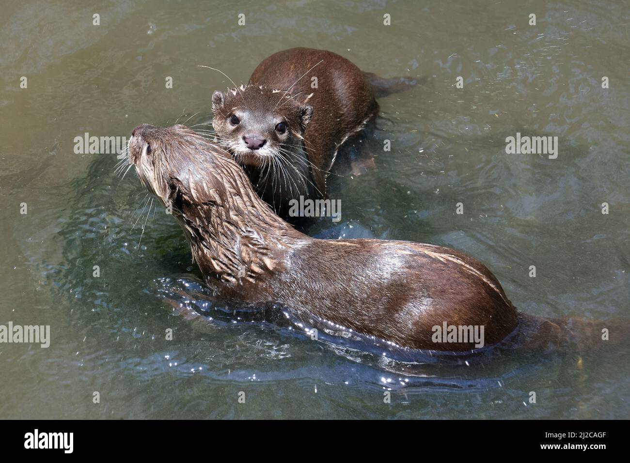 Asian small-clawed otter, Zwergotter, Amblonyx cinereus, ázsiai kiskarmú vidra, Gembira Loka Zoo ...