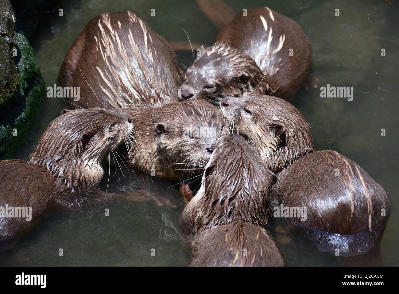Indonesian otter hi-res stock photography and images - Alamy