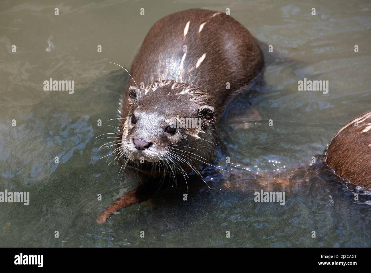 Asian small-clawed otter, Zwergotter, Amblonyx cinereus, ázsiai kiskarmú vidra, Gembira Loka Zoo ...
