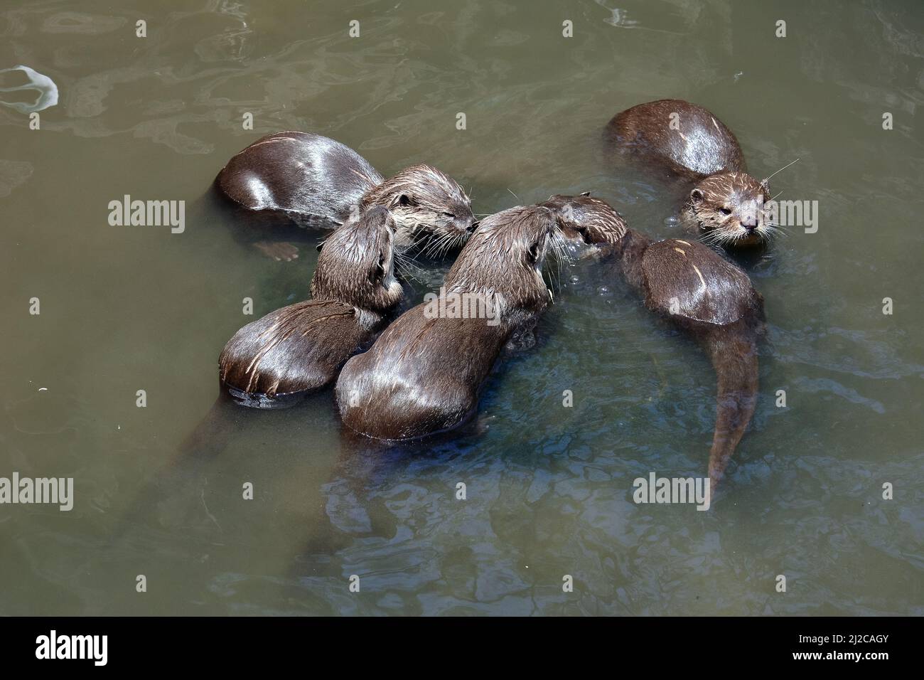 Asian small-clawed otter, Zwergotter, Amblonyx cinereus, ázsiai kiskarmú vidra, Gembira Loka Zoo ...