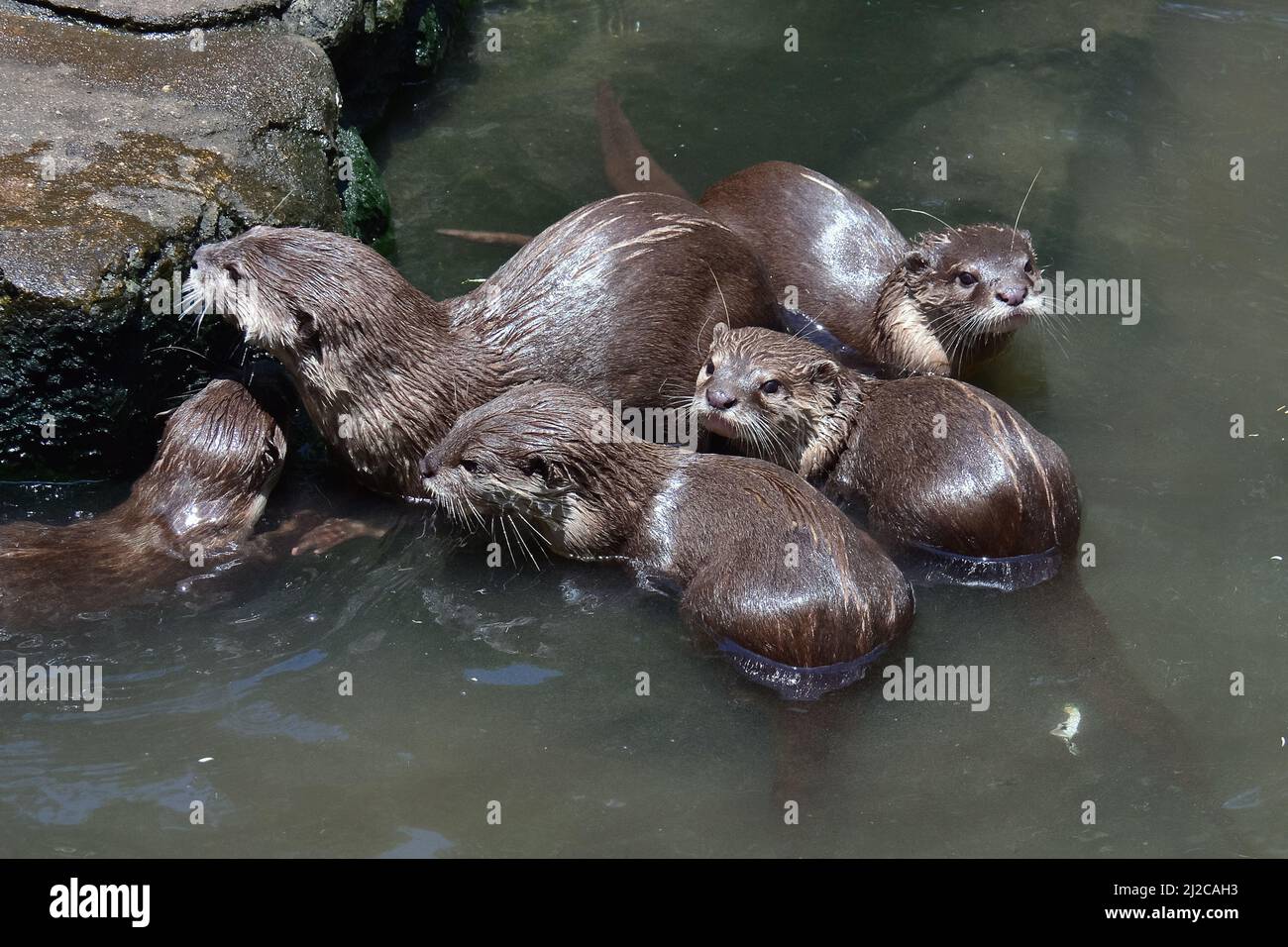 Asian small-clawed otter, Zwergotter, Amblonyx cinereus, ázsiai kiskarmú vidra, Gembira Loka Zoo ...