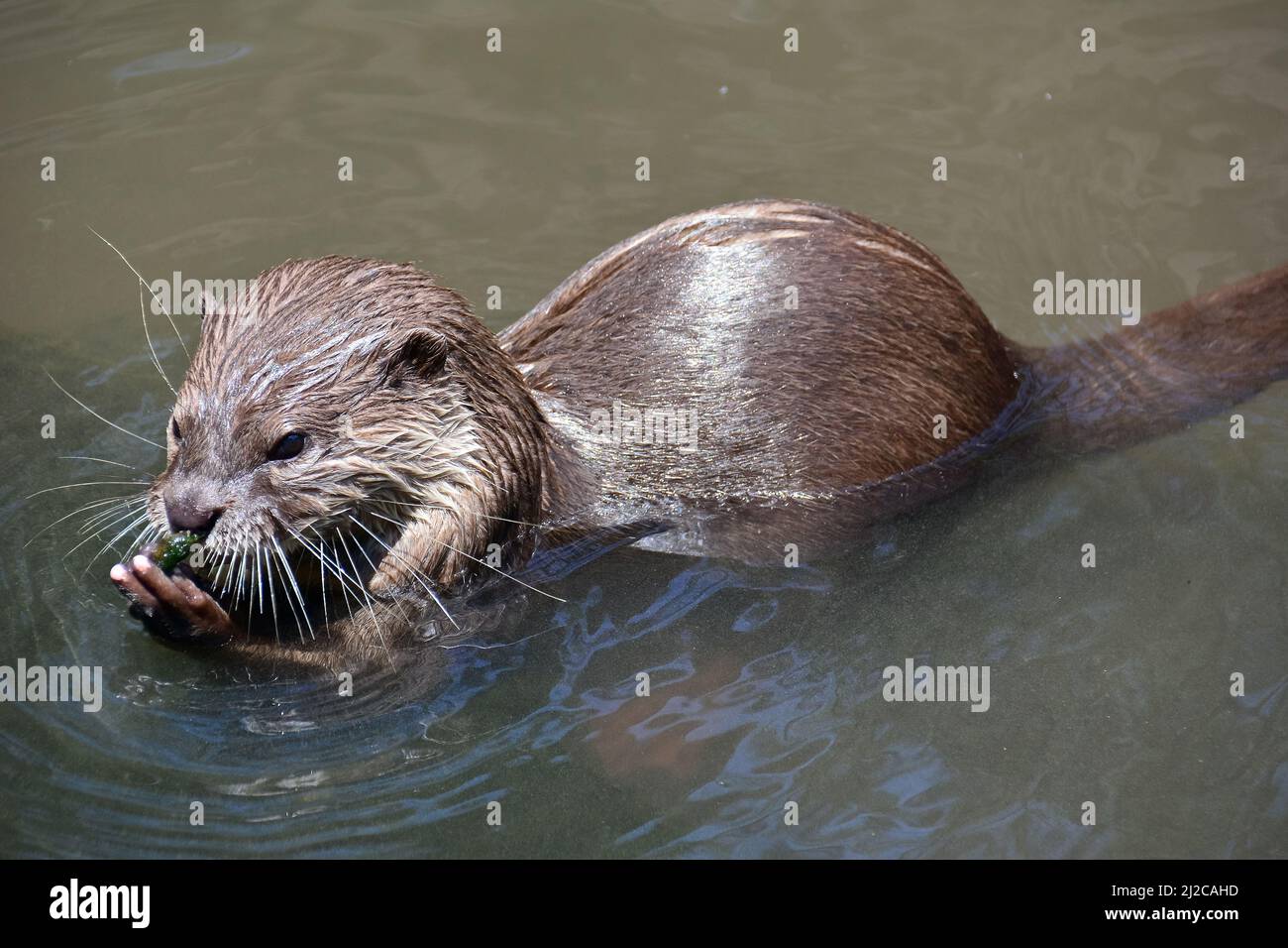 Asian small-clawed otter, Zwergotter, Amblonyx cinereus, ázsiai ...
