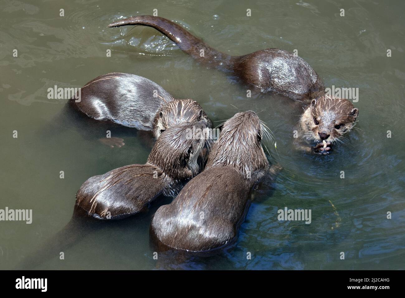 Asian small-clawed otter, Zwergotter, Amblonyx cinereus, ázsiai ...