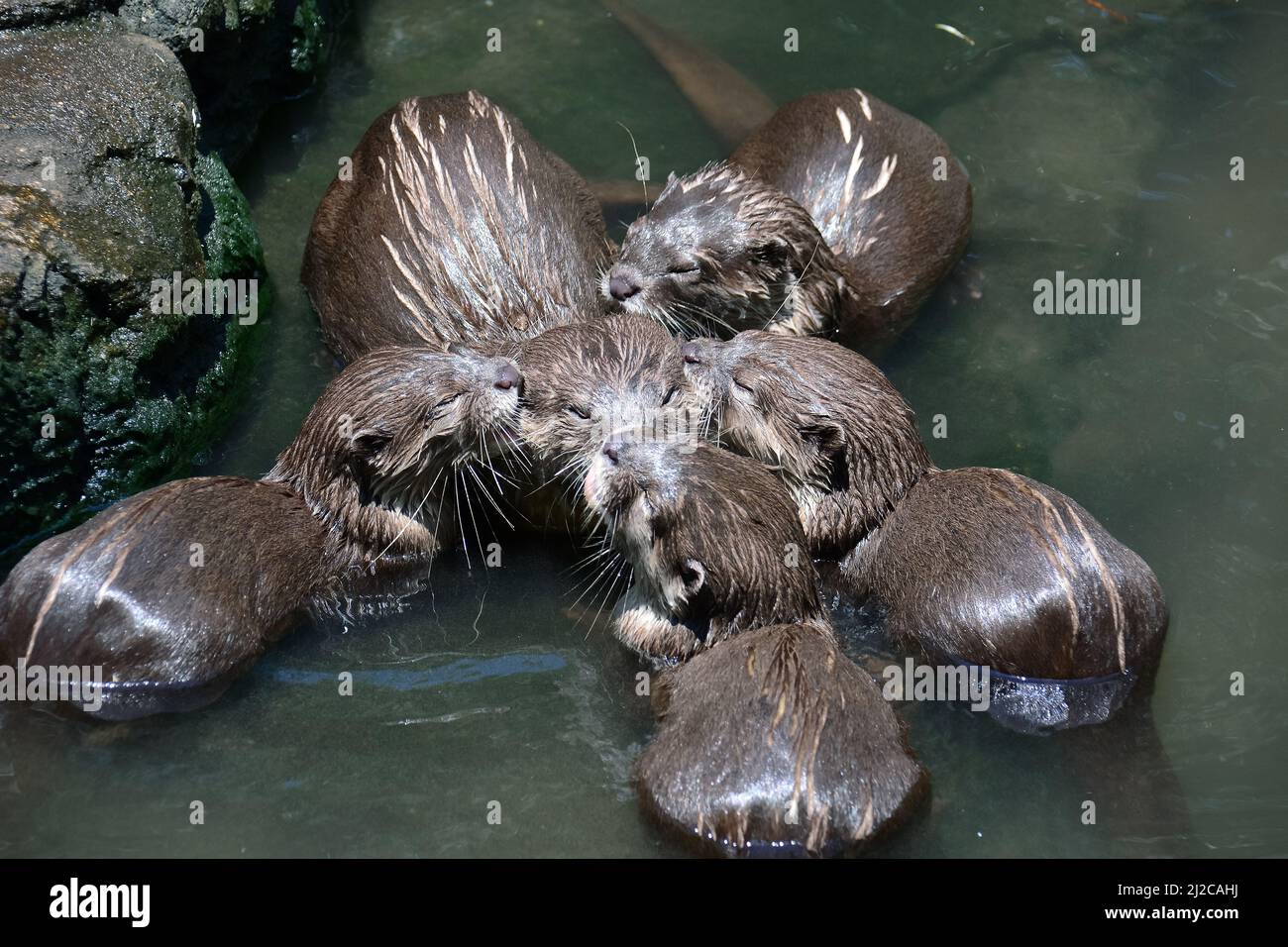 Asian small-clawed otter, Zwergotter, Amblonyx cinereus, ázsiai kiskarmú vidra, Gembira Loka Zoo ...