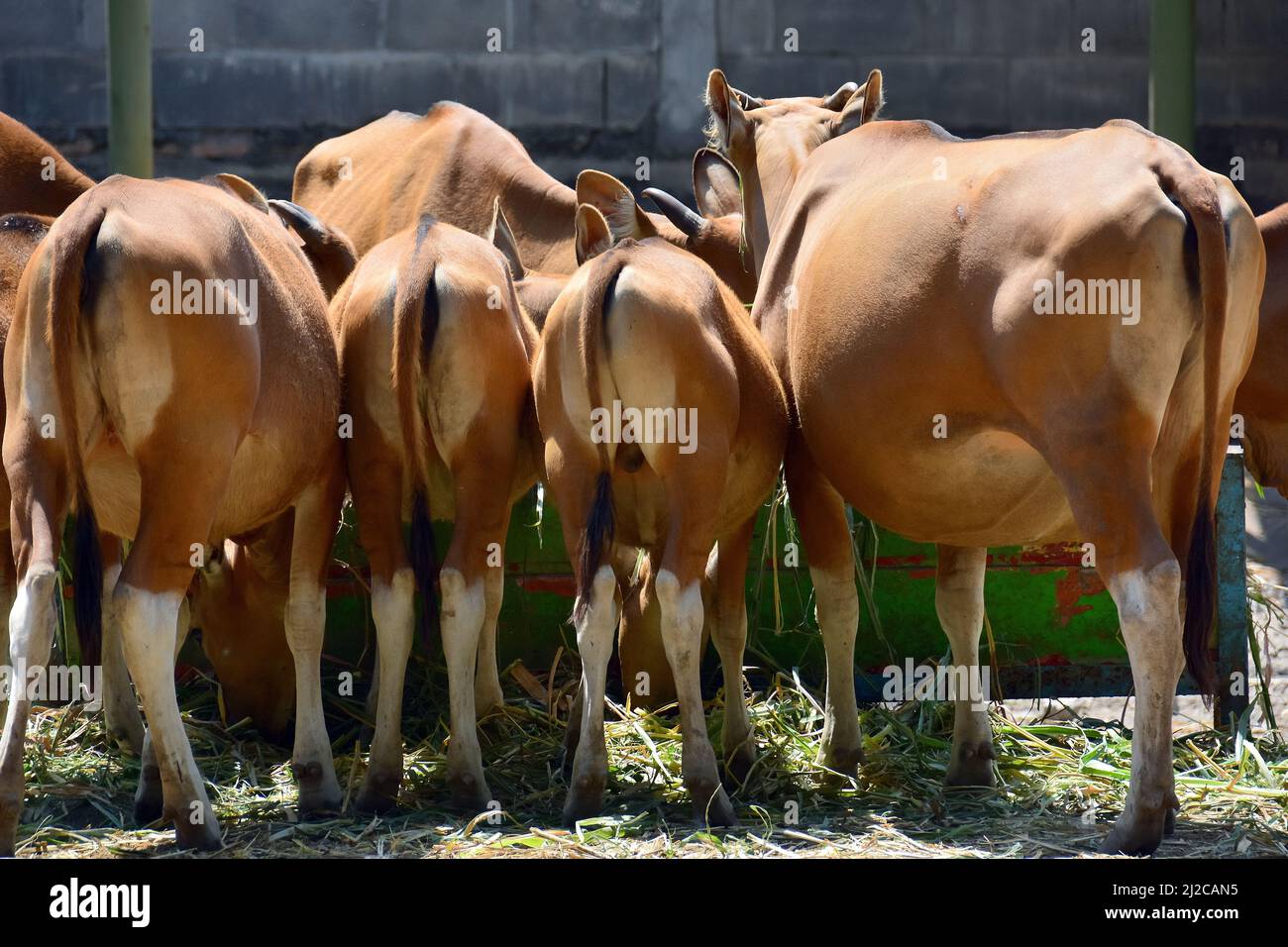 banteng, tembadau, Sunda-Ochse, Bos javanicus, Gembira Loka Zoo ...