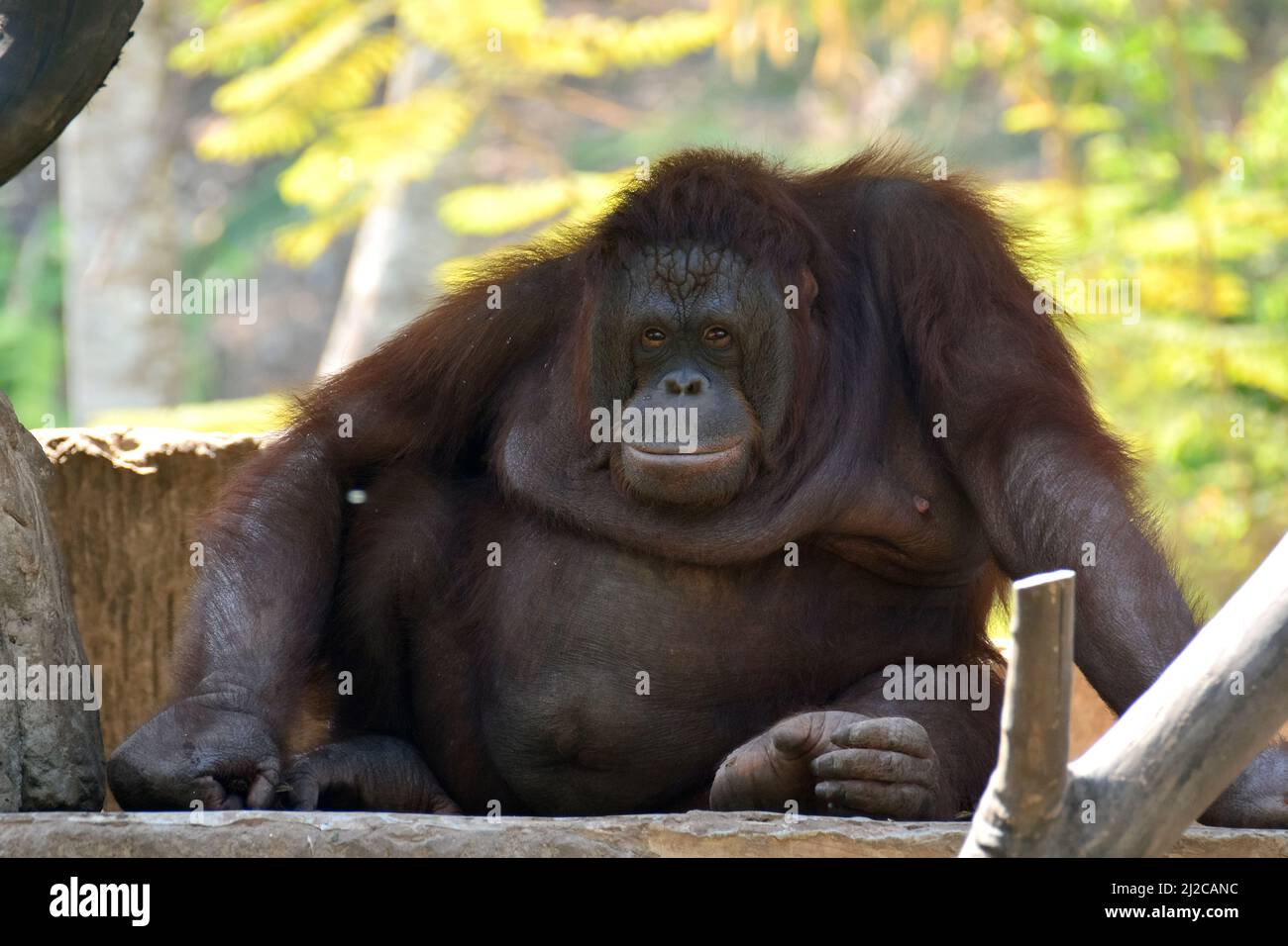Fat Bornean orangutan, Borneo-Orang-Utan, Pongo pygmaeus, borneói ...
