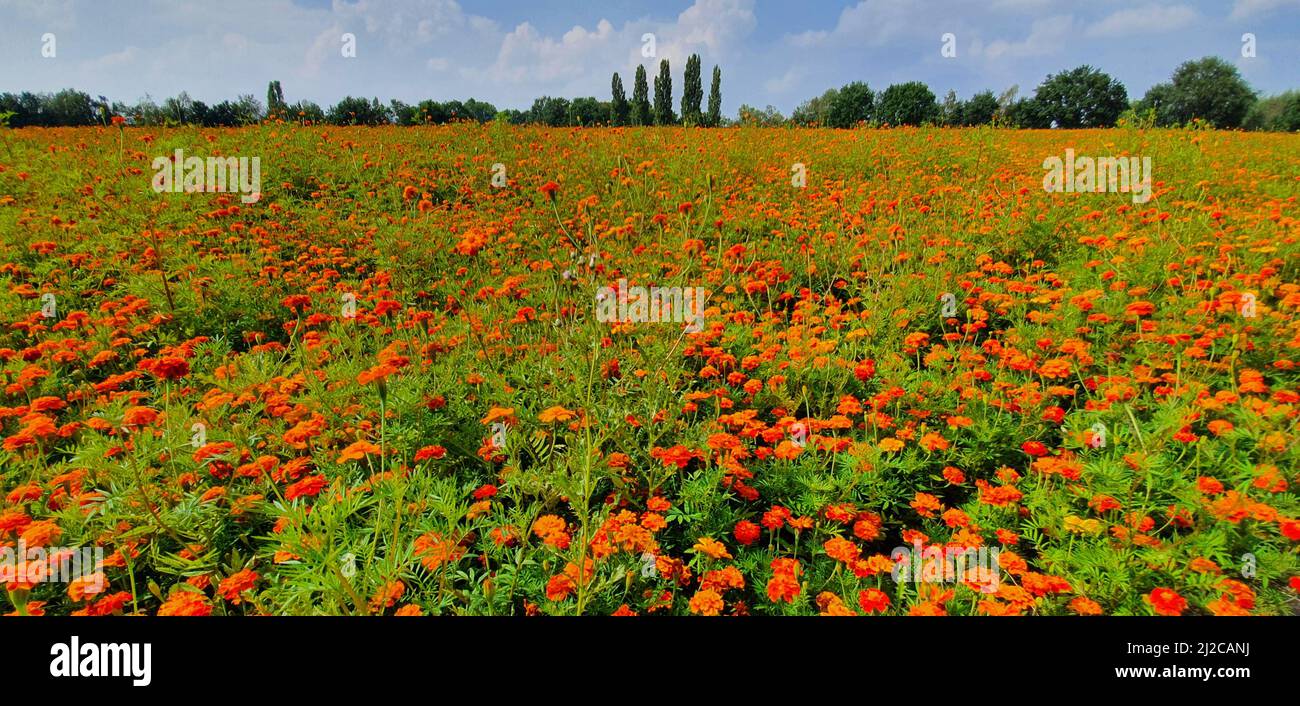 A panoramic view of a Marigold field on trees background Stock Photo ...